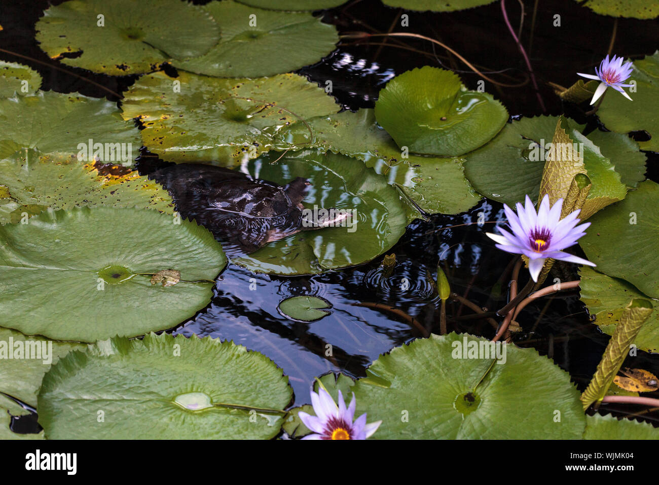 Florida softshell turtle Apalone ferox perches on a lily pad of a blue ...