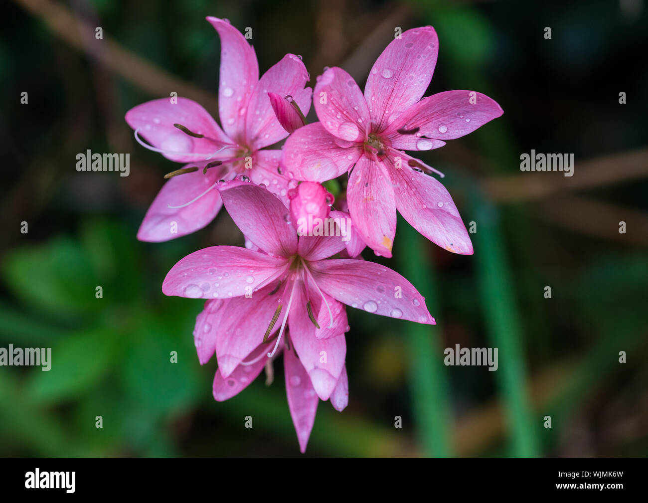 A macro shot of some river lily blooms Stock Photo - Alamy