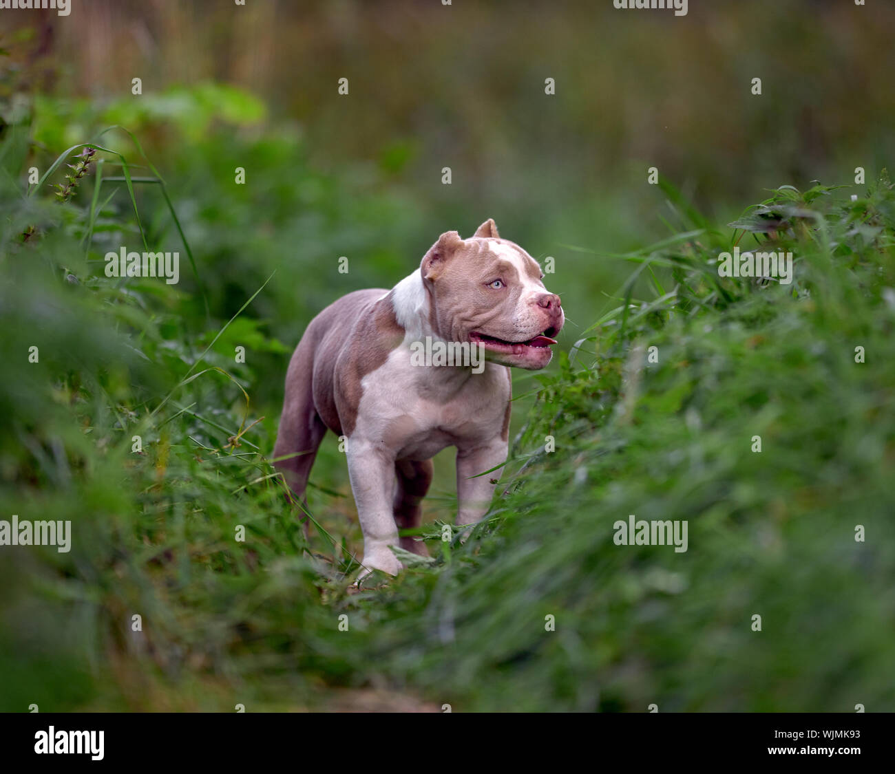 american bully dog running on the lawn green grass Stock Photo - Alamy