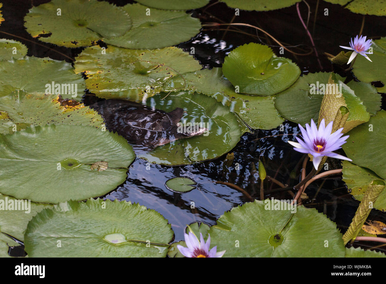 Turtle on lily pad hi-res stock photography and images - Alamy