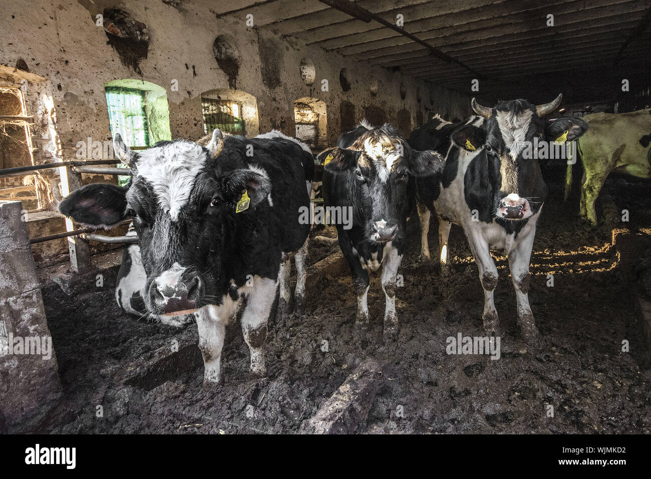 Muddy field cattle hi-res stock photography and images - Alamy