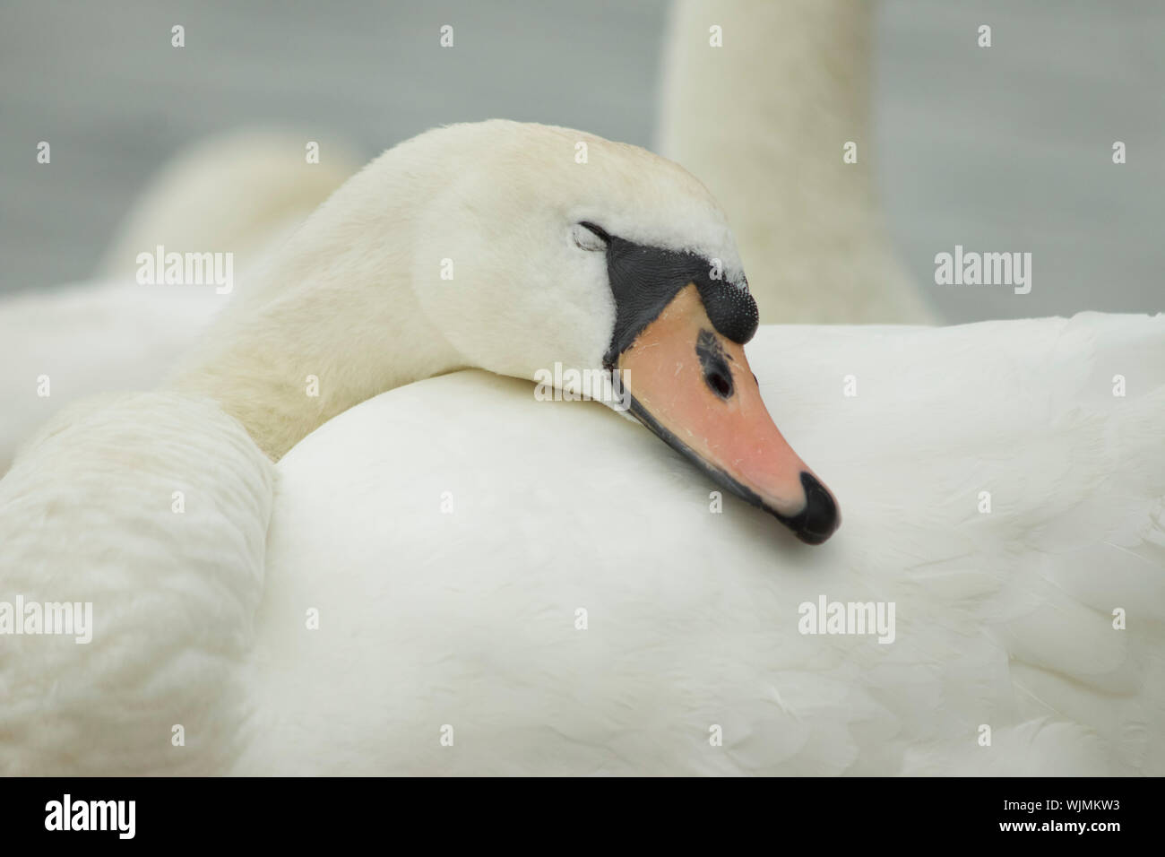 Sleeping swan hi-res stock photography and images - Alamy