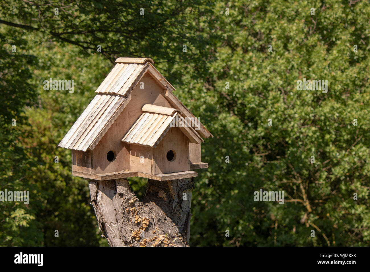 Wooden birdhouse on the tree. Cut on the tree. Trees in the back Stock ...