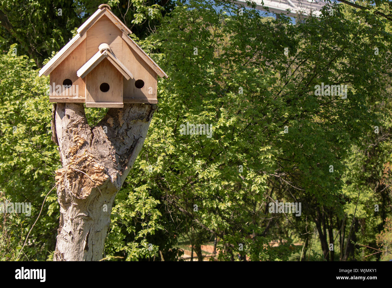 Wooden birdhouse on the tree. Cut on the tree. Trees in the back Stock ...