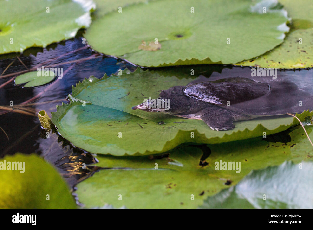 Florida softshell turtle Apalone ferox perches on a lily pad of a blue ...