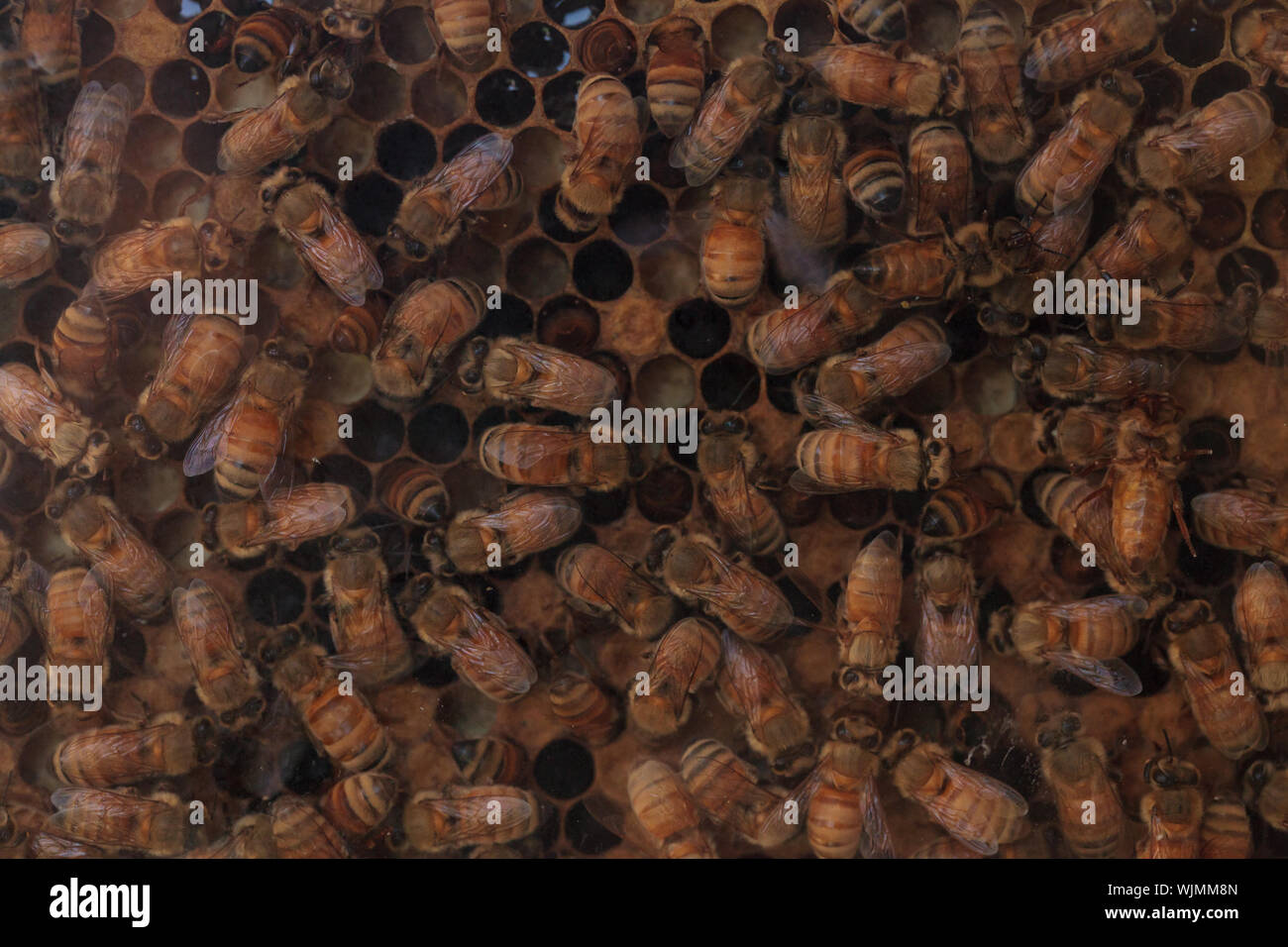 No bees hi-res stock photography and images - Alamy