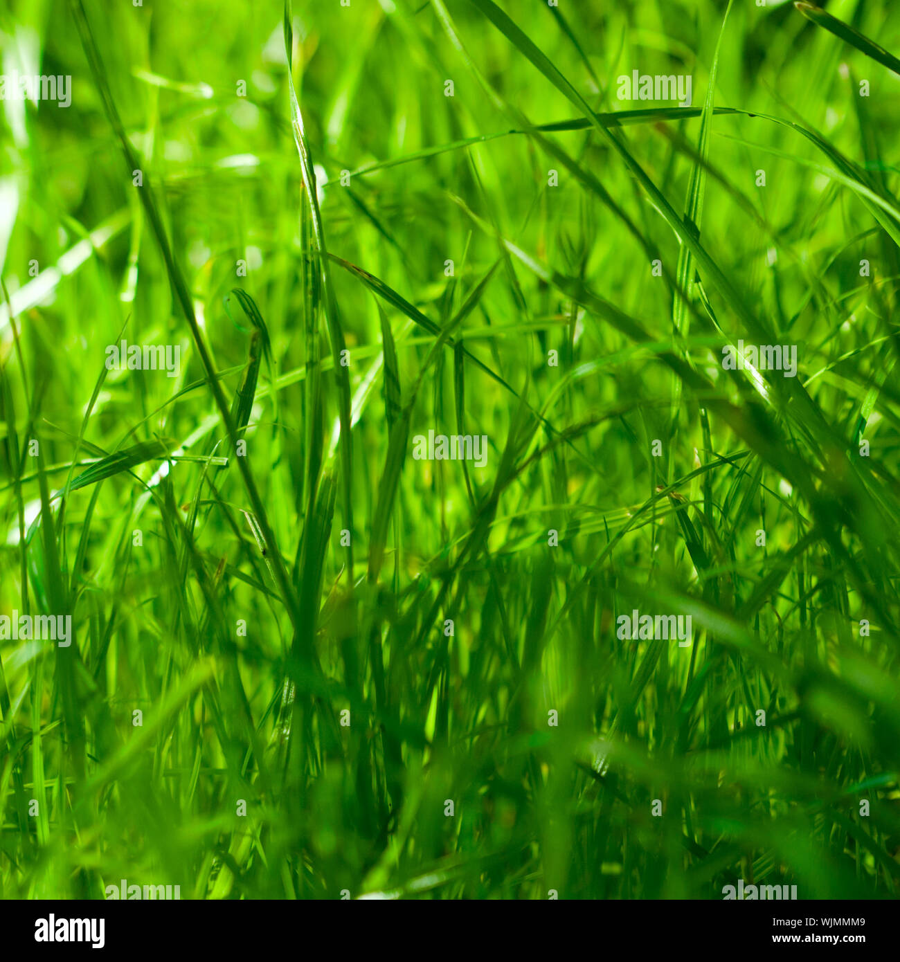green grass background Stock Photo - Alamy