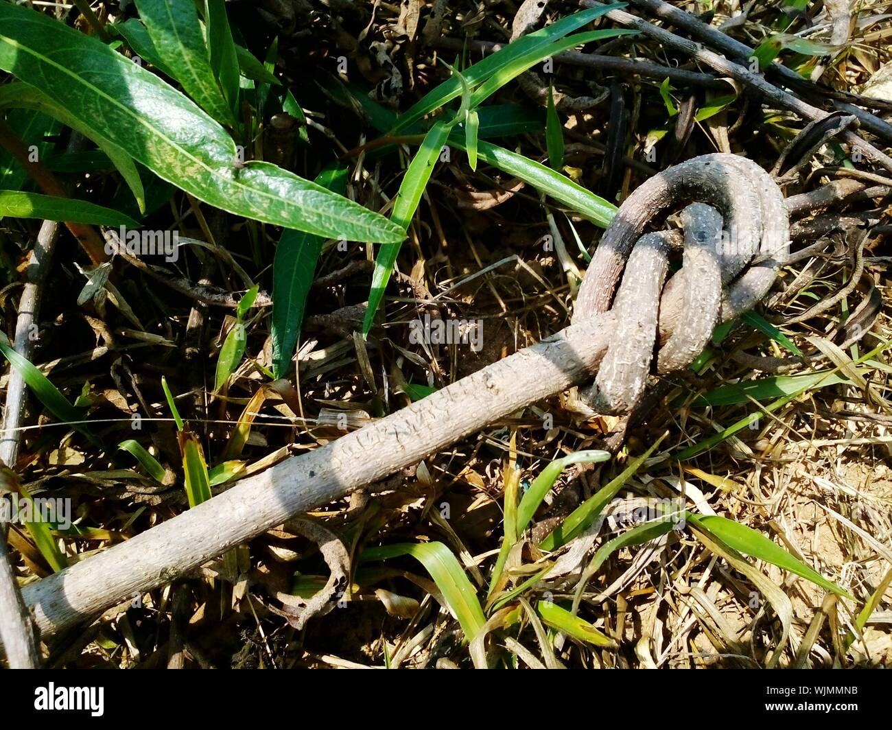 Tangled plants hi-res stock photography and images - Alamy