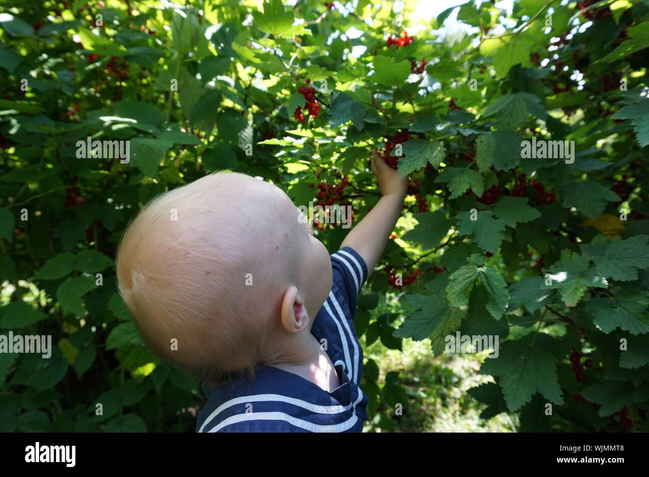 Plucking Fruit Stock Photos & Plucking Fruit Stock Images - Alamy
