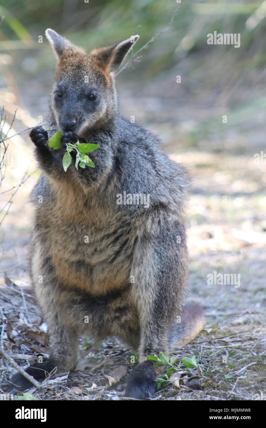 Kangaroo eating hi-res stock photography and images - Alamy