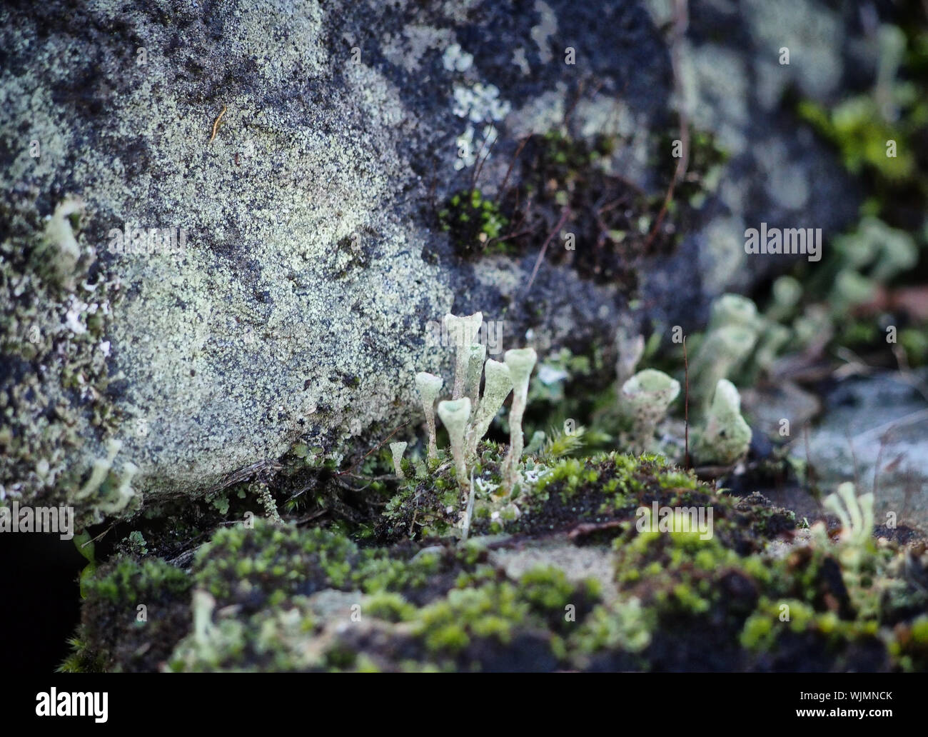 Rock with fungus hi-res stock photography and images - Alamy