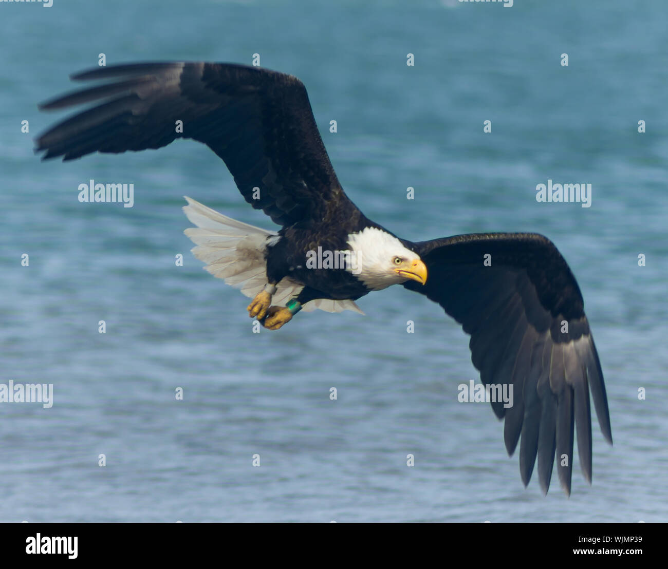 Bald eagle flying over water hi-res stock photography and images - Alamy