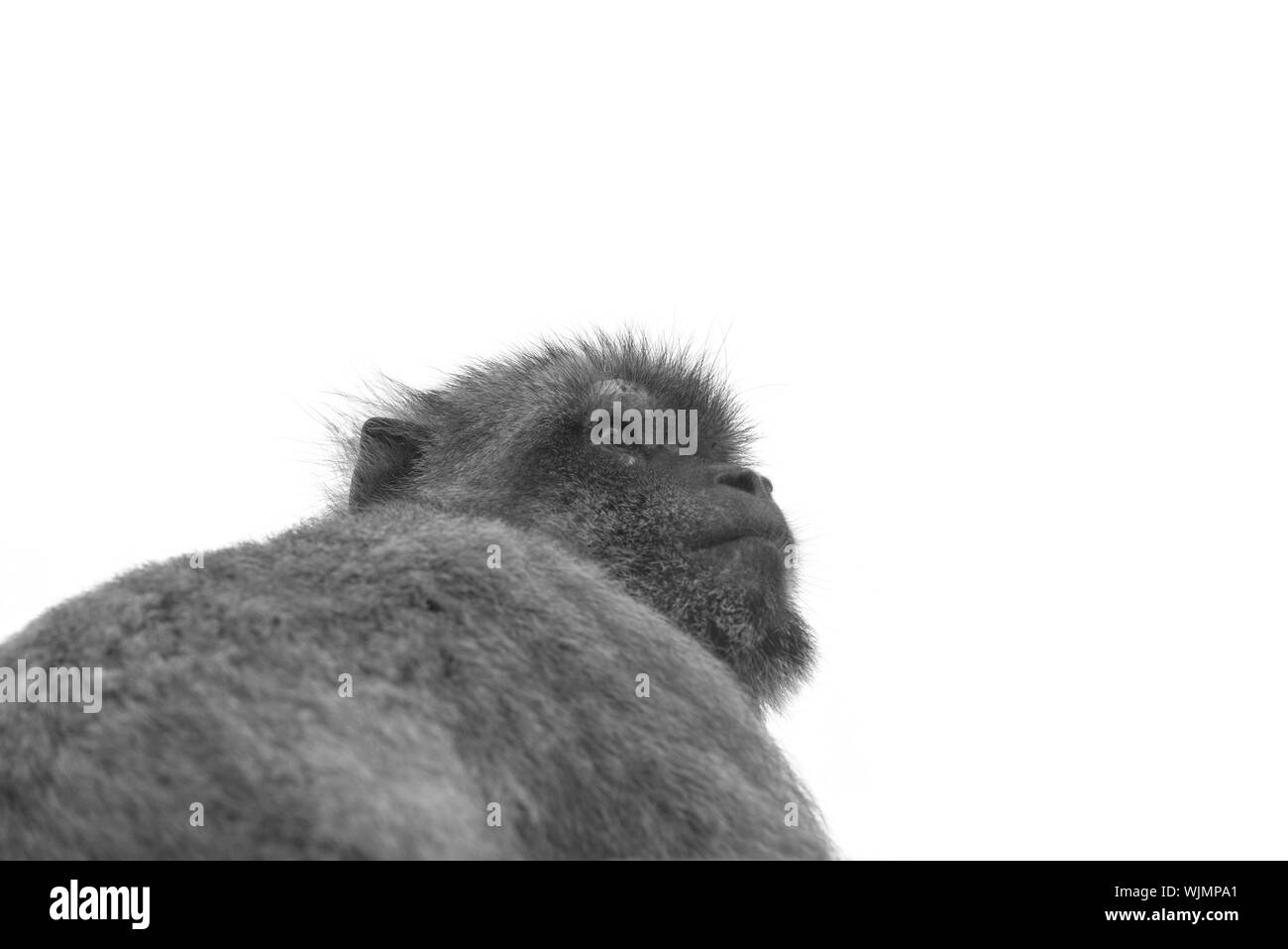 Head monkey hi-res stock photography and images - Alamy