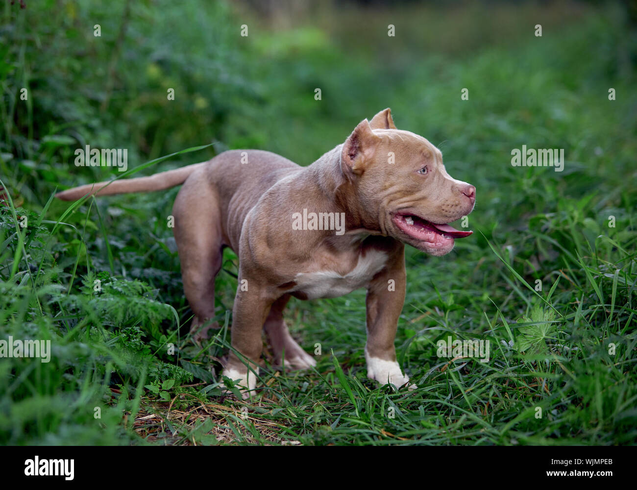 American bulldog puppy running hi-res stock photography and images - Alamy