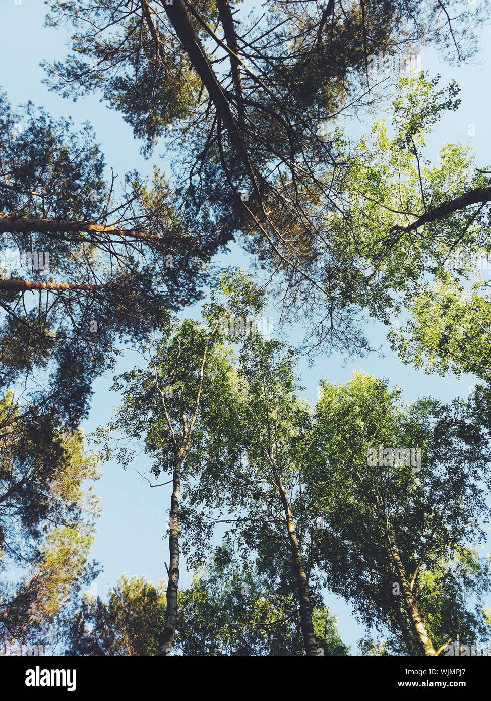 Tree canopy view hi-res stock photography and images - Alamy