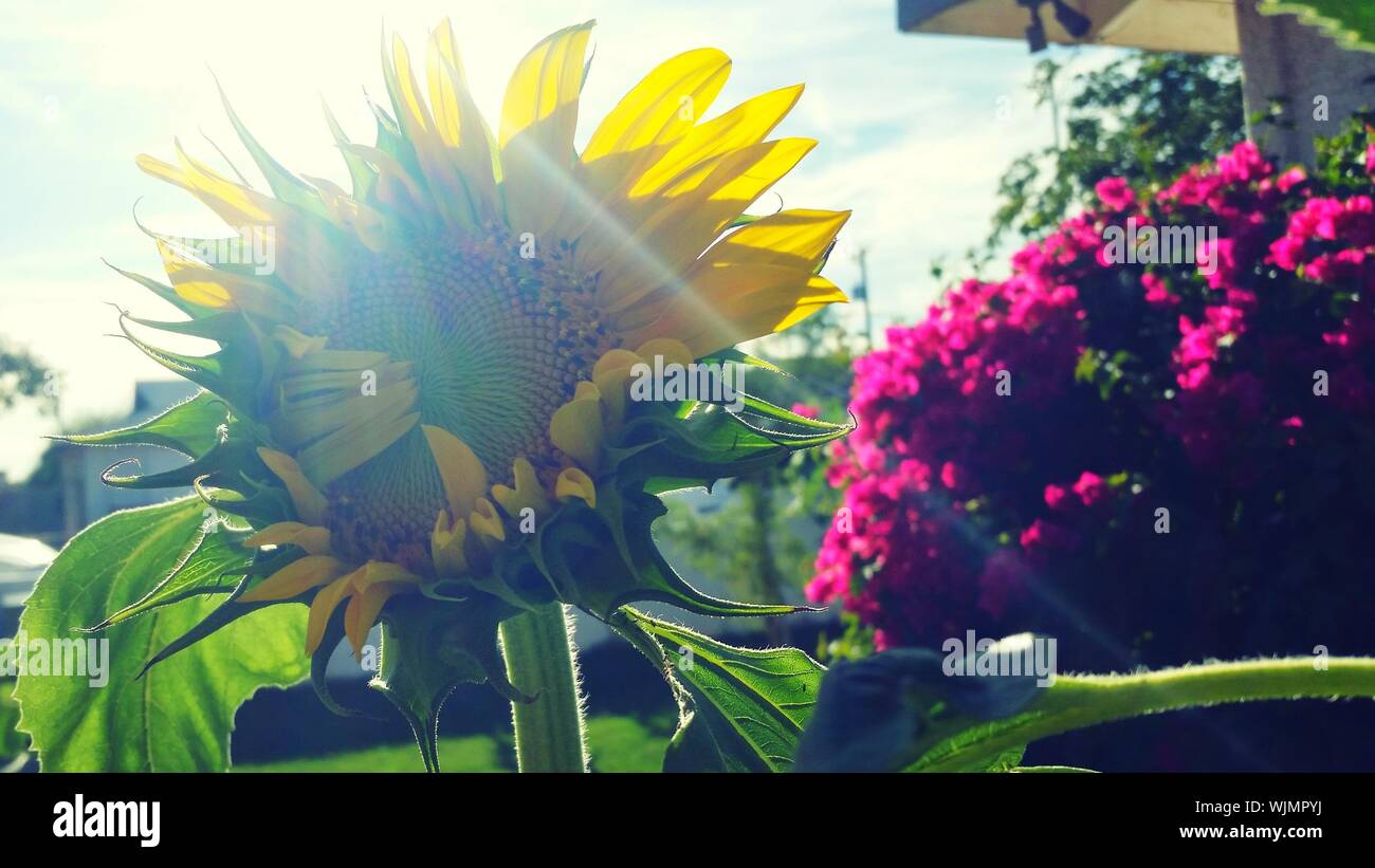 Sunbeam sunflower hi-res stock photography and images - Alamy