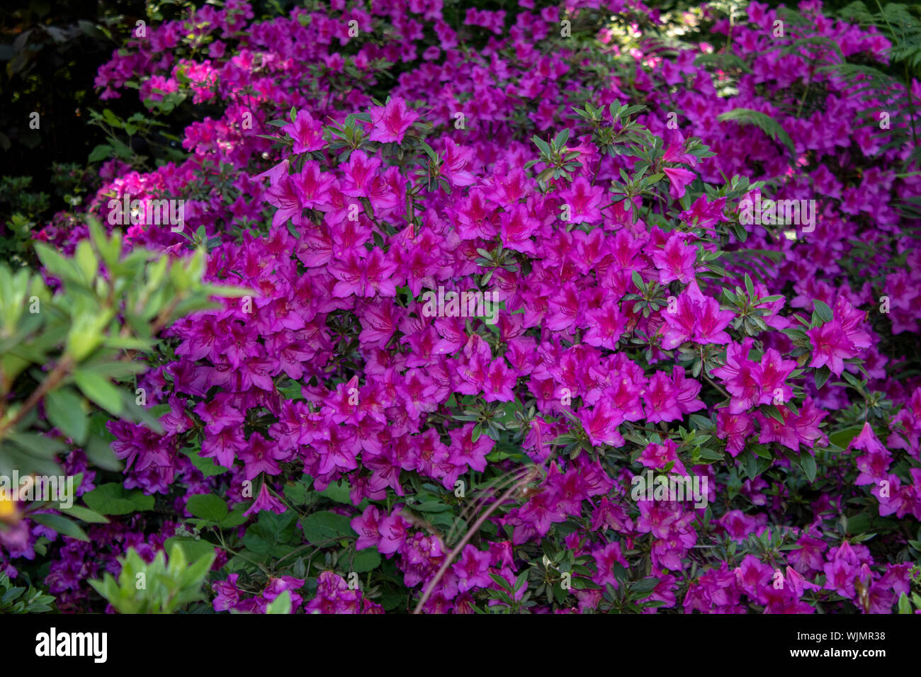 Indian azalea flower shoot. Purple. Taken in the woods Stock Photo - Alamy