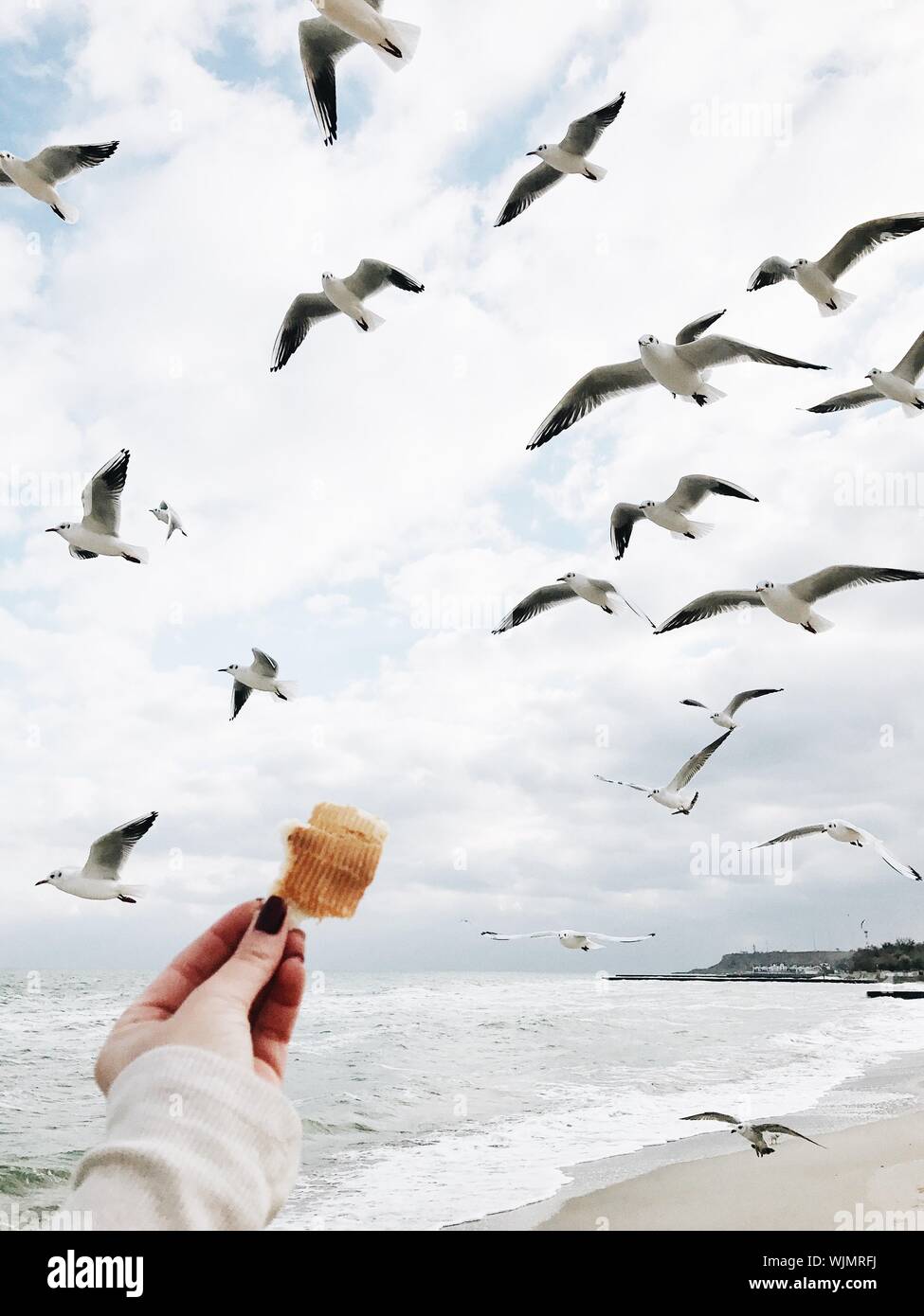 Wildlife food for birds hi-res stock photography and images - Alamy