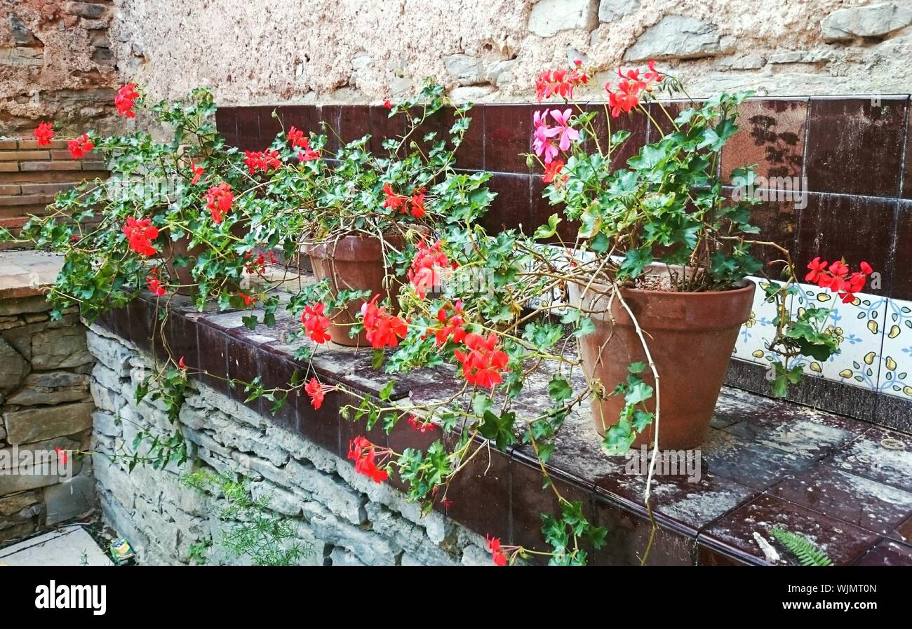 Flower ledge hi-res stock photography and images - Alamy