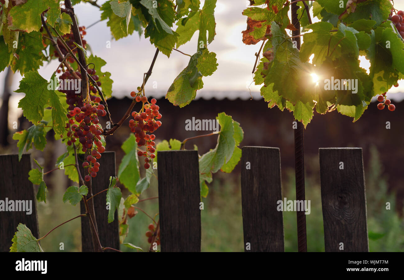 Red grapes tree at the sunset with sun light through the leaves Stock ...