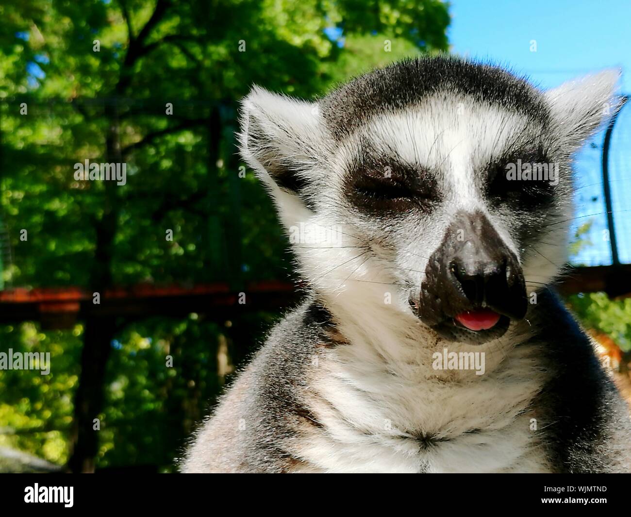 Sleeping Lemur High Resolution Stock Photography and Images - Alamy