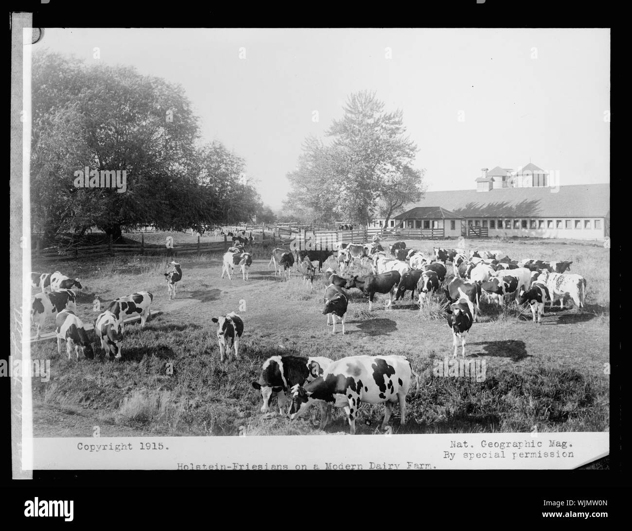 Cattle black and white Black and White Stock Photos & Images - Alamy