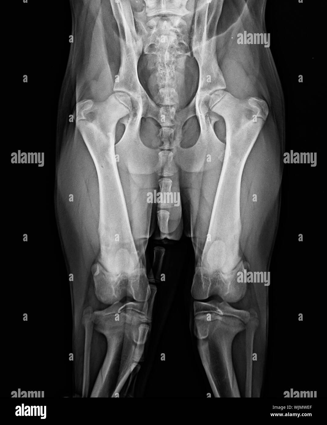 X ray image dog hi-res stock photography and images - Alamy
