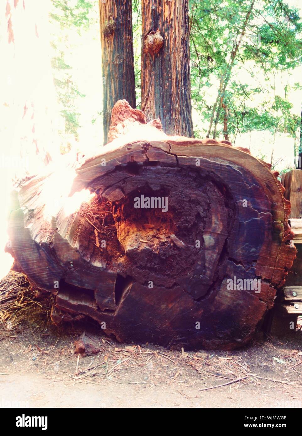 Tree log hi-res stock photography and images - Alamy