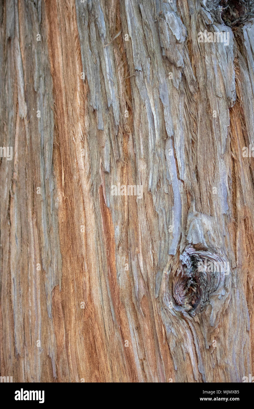 Tree bark with brown patterns. It's got a round stain Stock Photo - Alamy