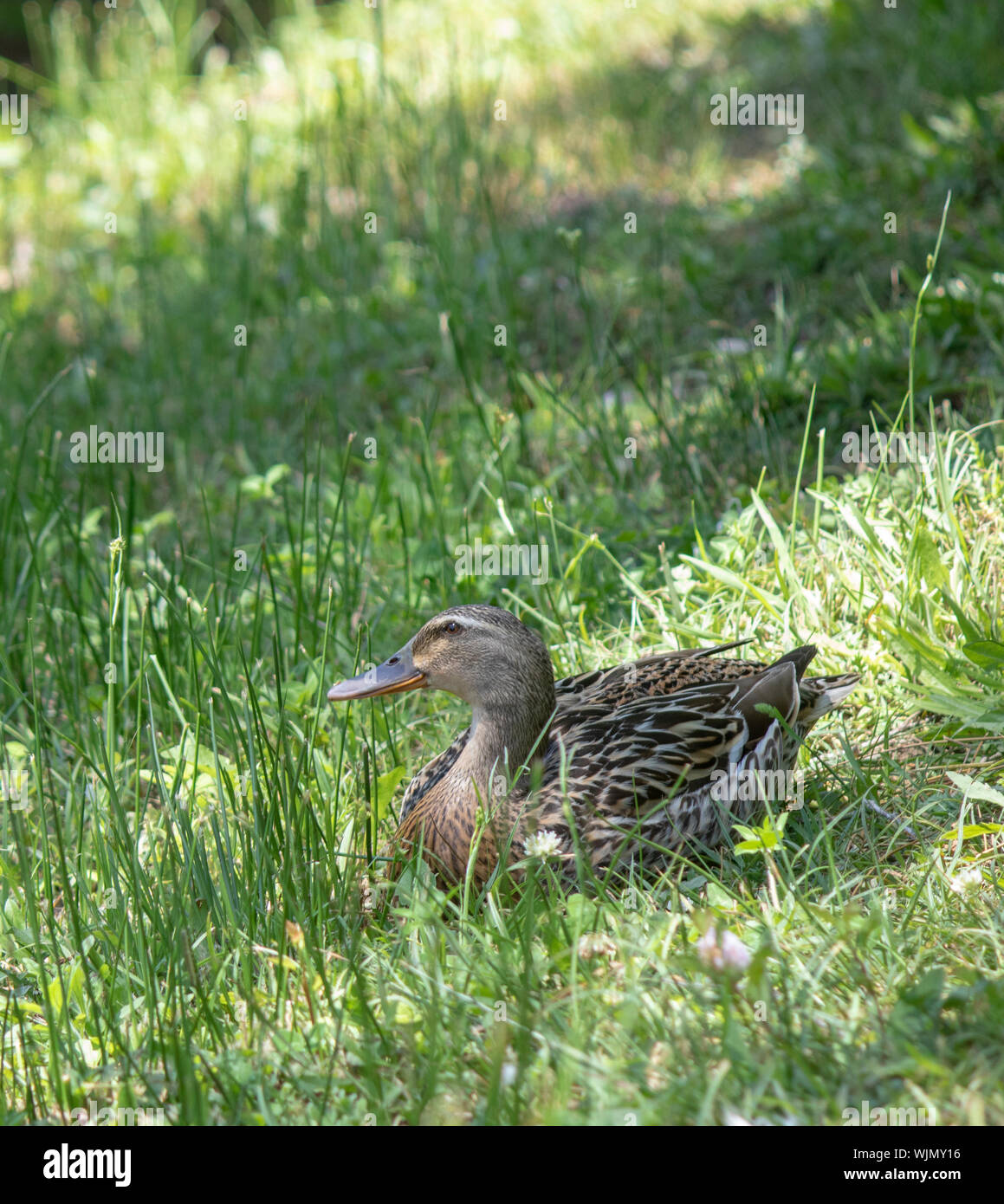 Resting duck with brown patterns. Close-up. Taken in spring Stock Photo ...