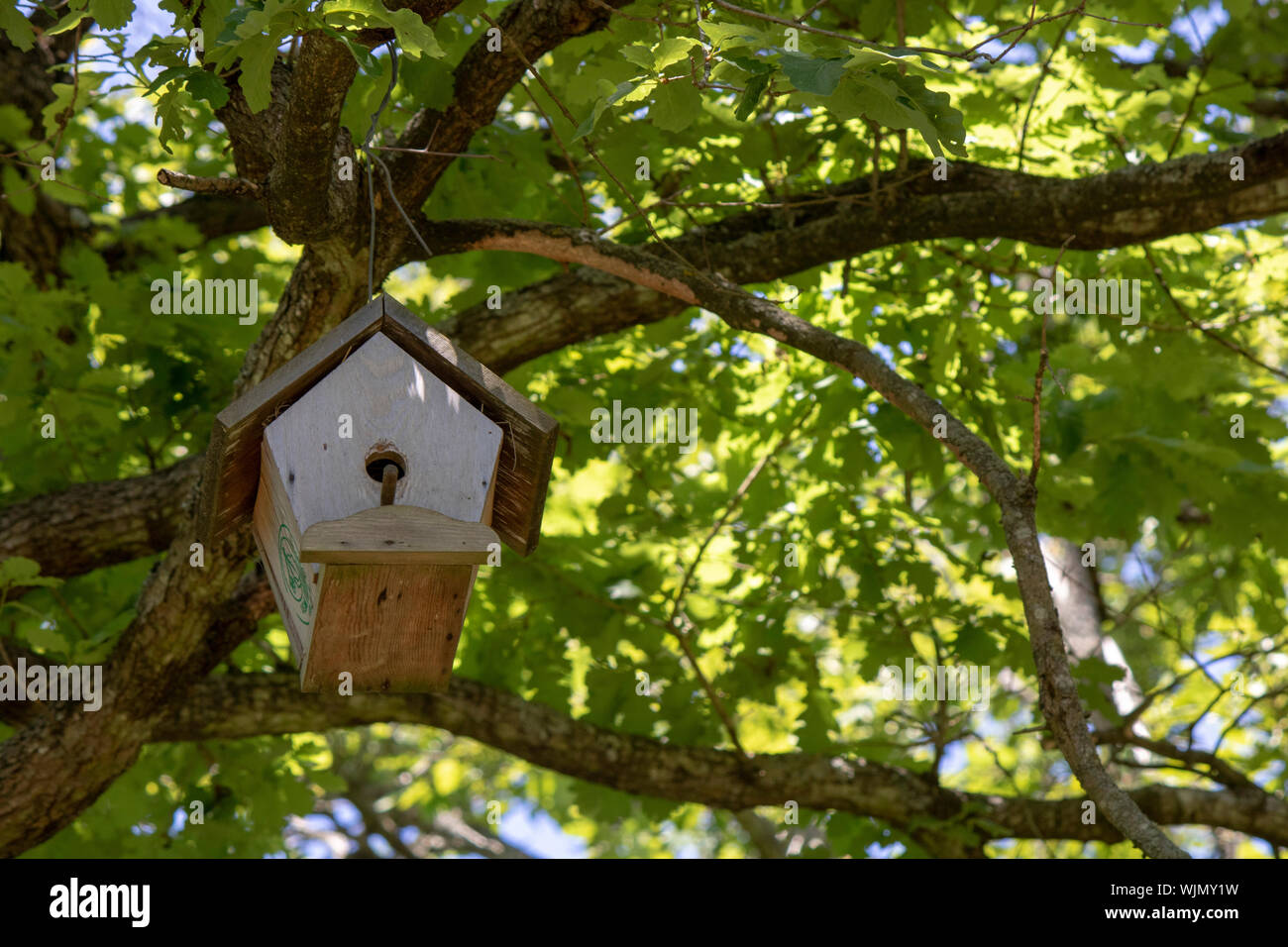 Hanging on the tree. Taken during the day and in the woods Stock Photo ...