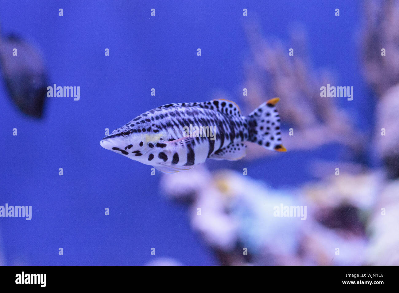 Spotted Hawkfish Cirrhitichthys oxycephalus swims across a coral reef ...