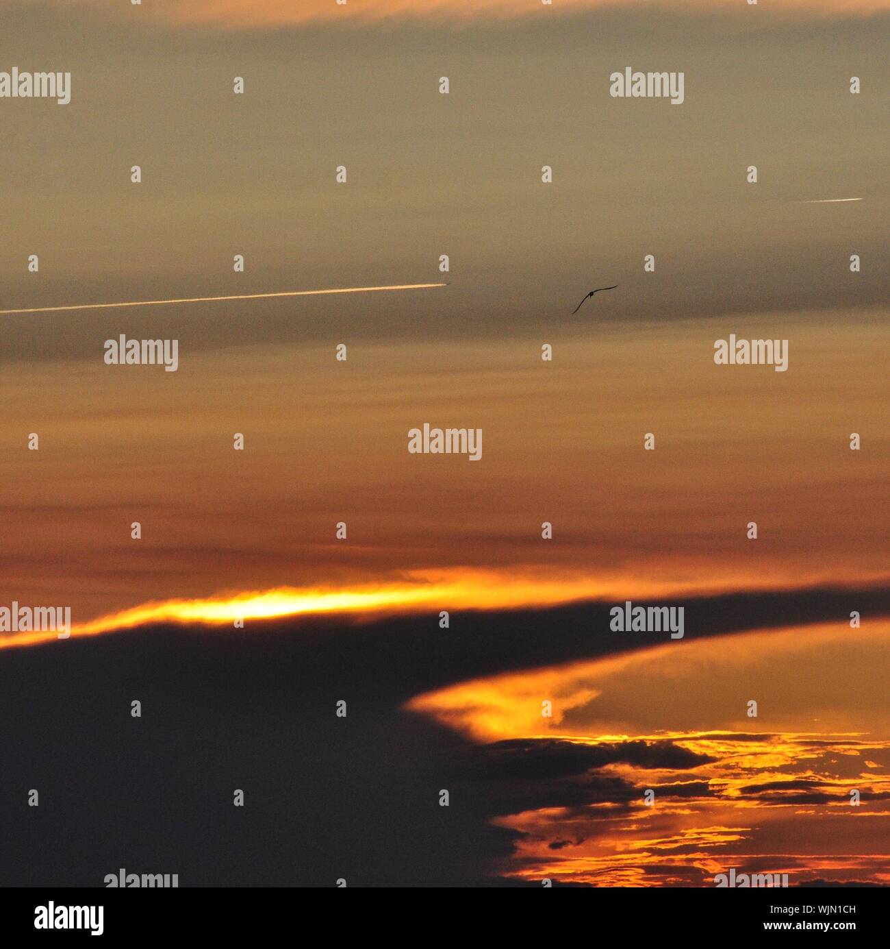 Bird trail hi-res stock photography and images - Alamy