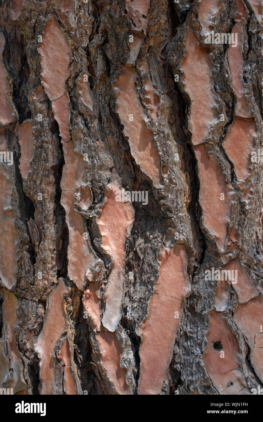 Tree bark close-up.The patterns and natural details are evident Stock ...
