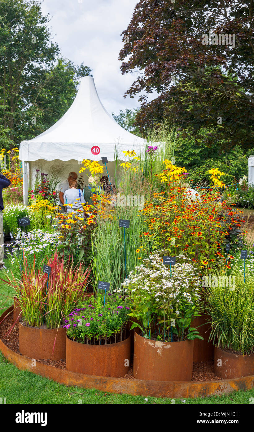Stall and display of hot coloured aster flowers at the September 2019 ...