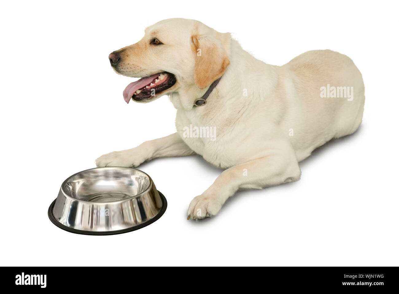 Cute labrador dog lying beside water bottle on white background Stock ...