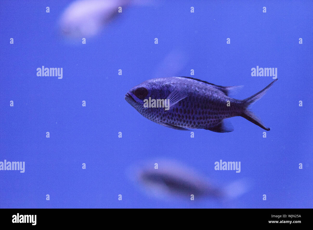 Springers damsel hi-res stock photography and images - Alamy