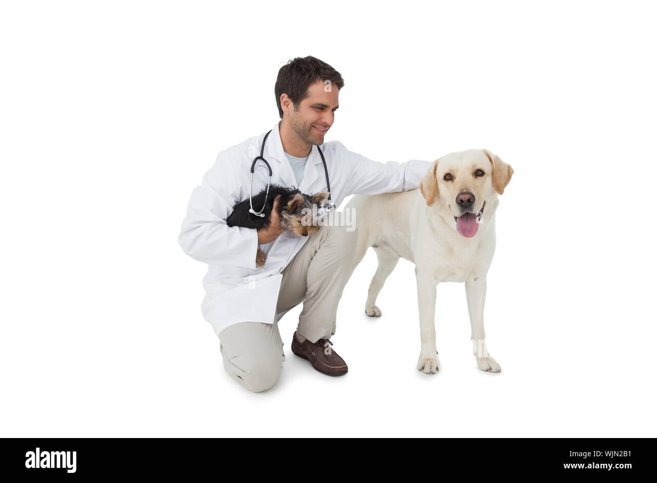 Happy vet posing with yorkshire terrier and yellow labrador on white ...