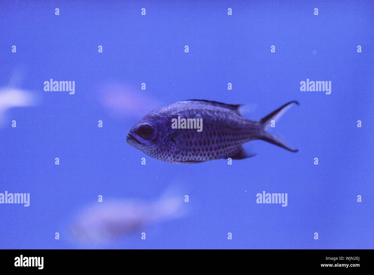Purple neon damselfish Chrysiptera springeri is also called Allen's ...