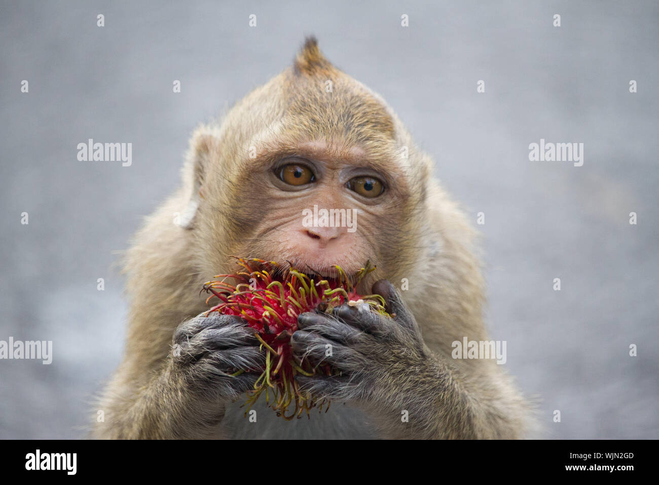Monkey Holding Fruit High Resolution Stock Photography and Images - Alamy