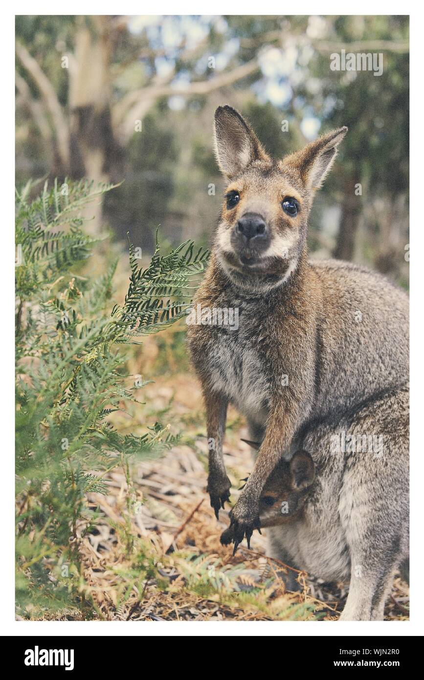 Kangaroo Joey Pouch Stock Photos & Kangaroo Joey Pouch Stock Images - Alamy