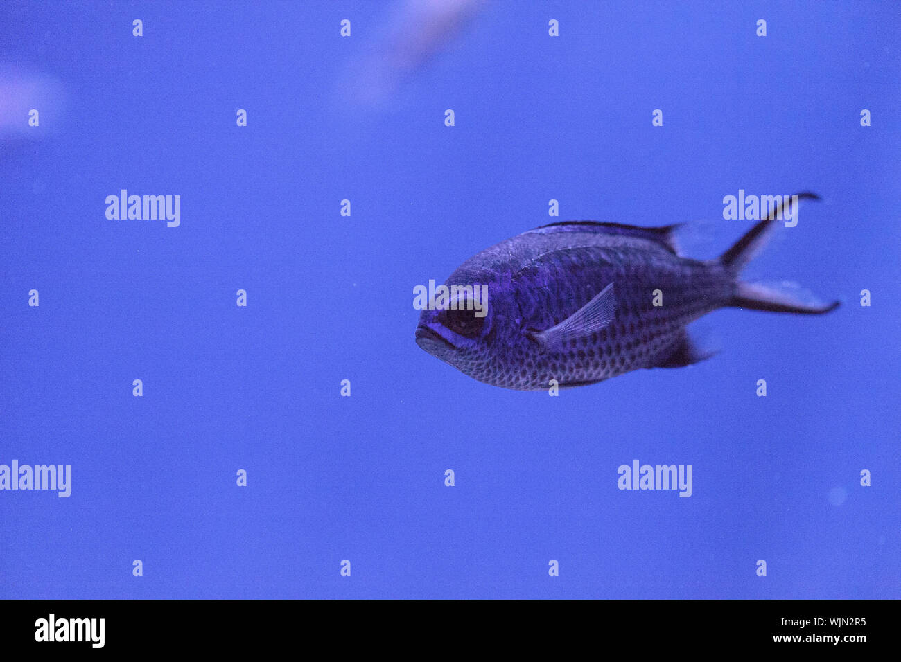 Purple neon damselfish Chrysiptera springeri is also called Allen's ...