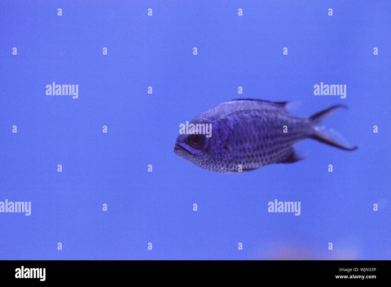 Purple neon damselfish Chrysiptera springeri is also called Allen's ...