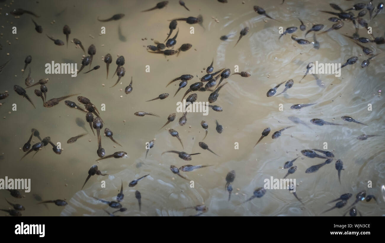 Swimming Tadpoles High Resolution Stock Photography and Images - Alamy