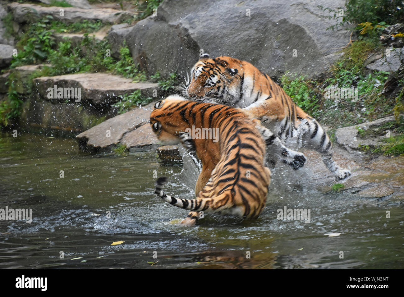 Fighting tigers hi-res stock photography and images - Alamy