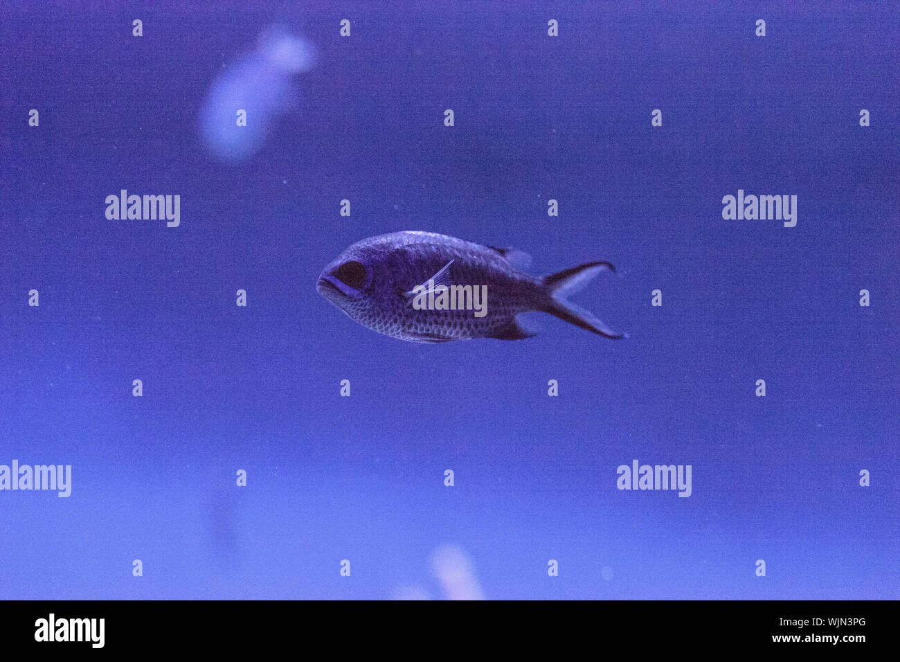 Purple neon damselfish Chrysiptera springeri is also called Allen's ...