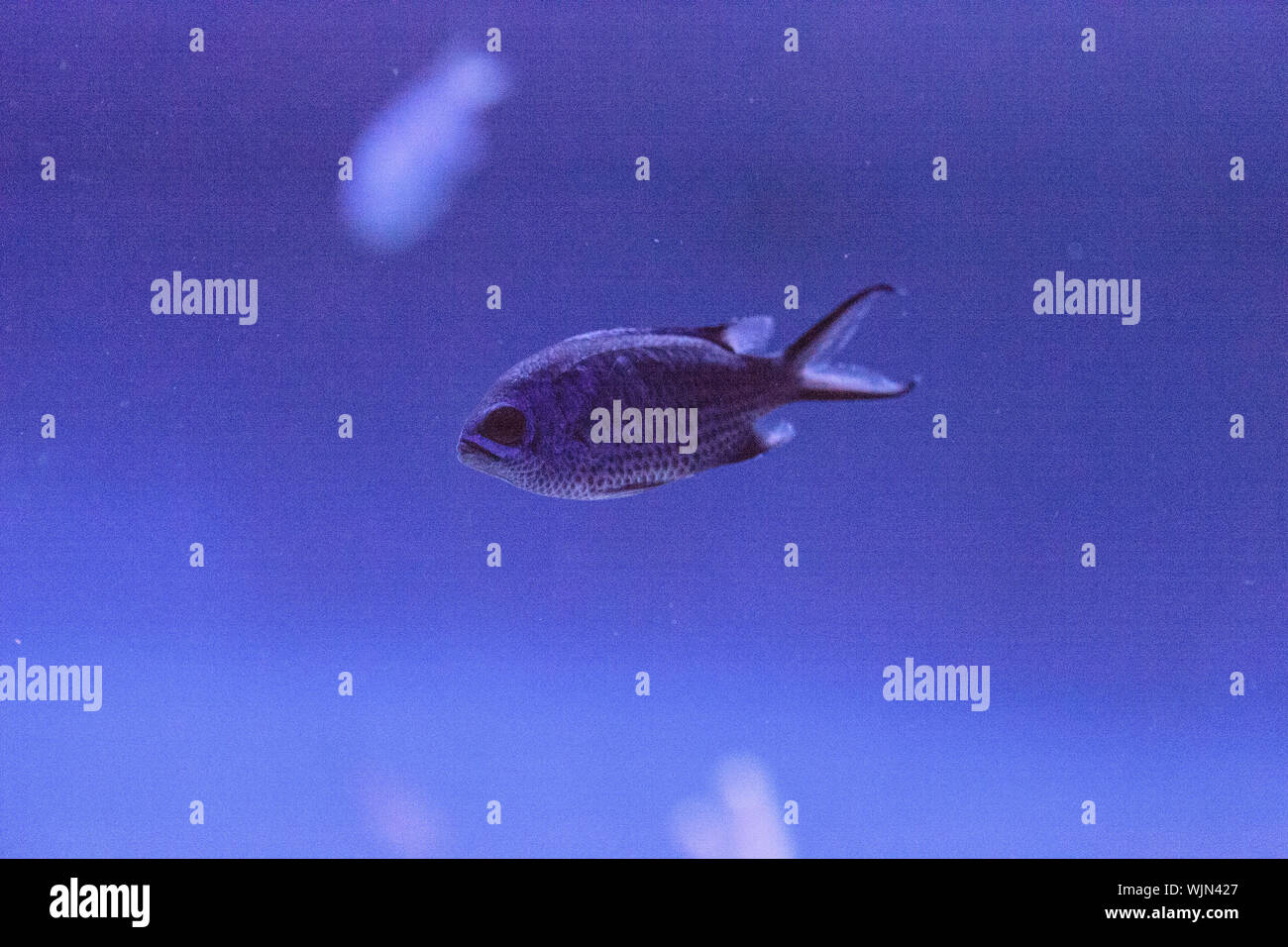 Purple neon damselfish Chrysiptera springeri is also called Allen's ...