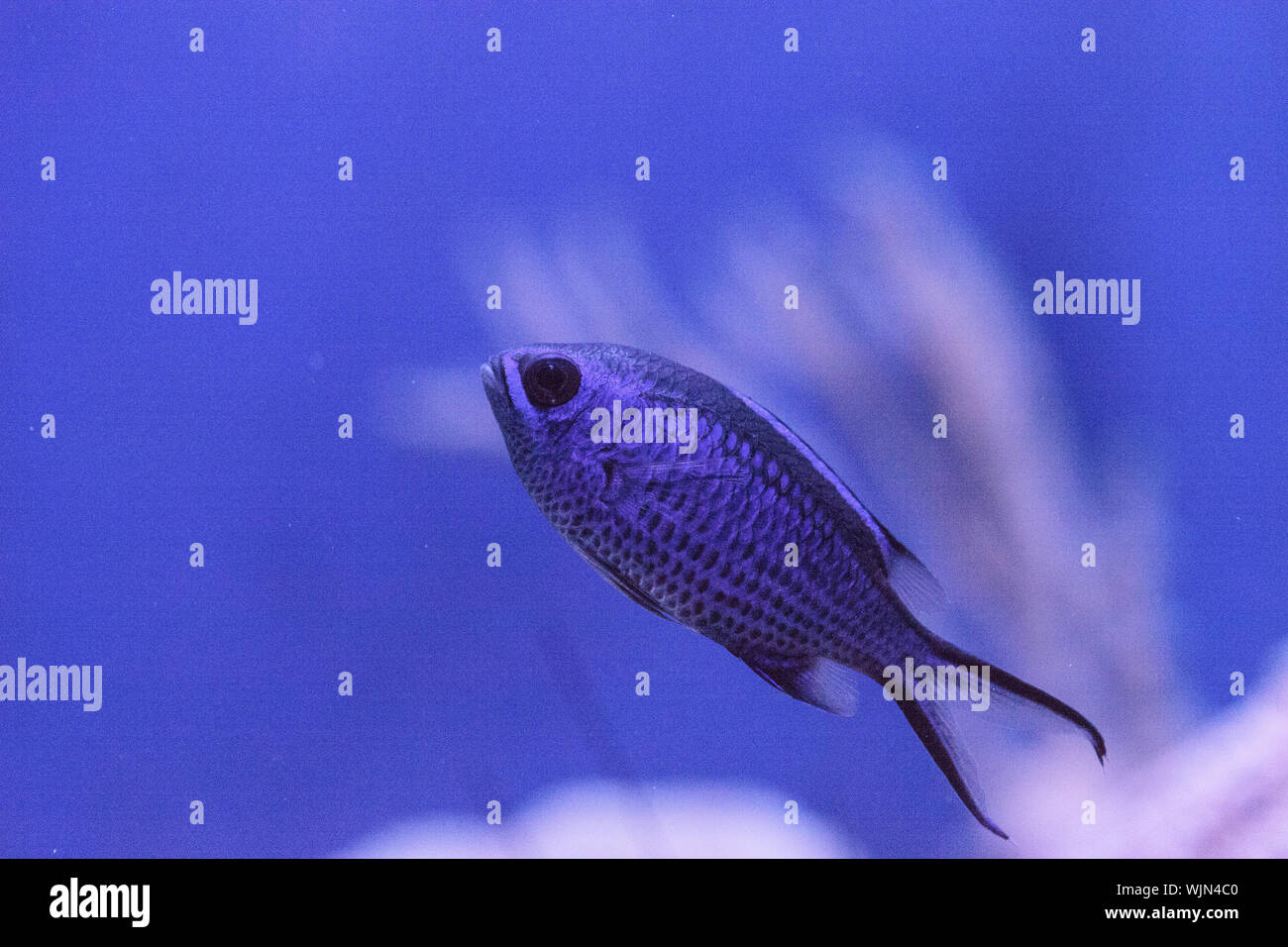 Purple neon damselfish Chrysiptera springeri is also called Allen's ...