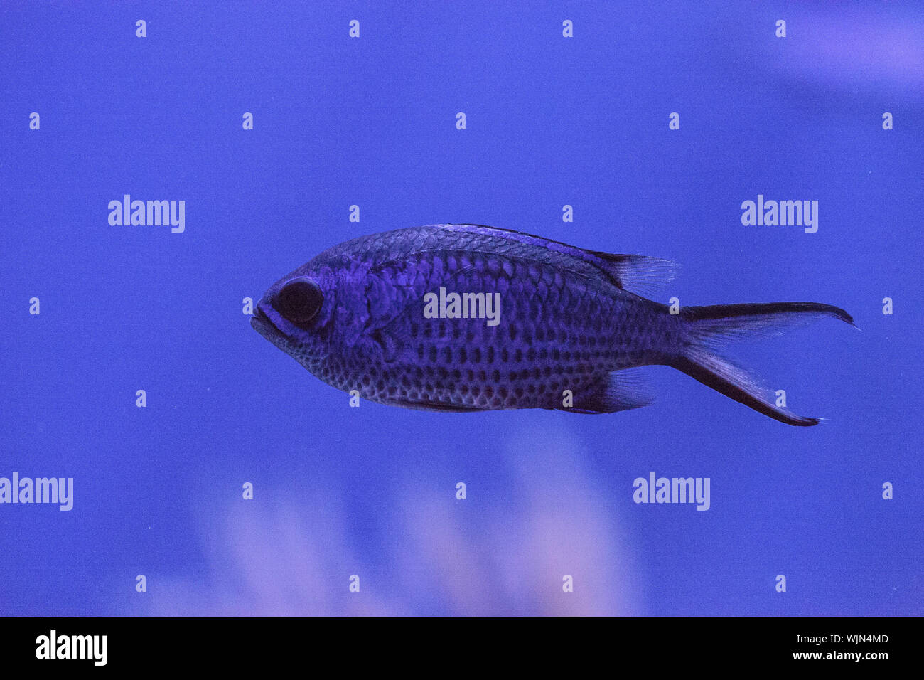 Purple neon damselfish Chrysiptera springeri is also called Allen's ...