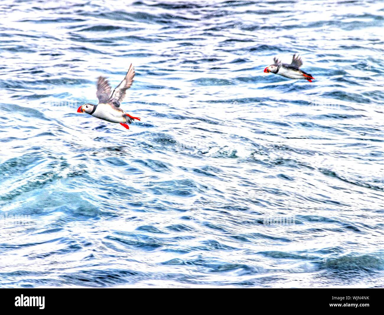 Two puffins flying hi-res stock photography and images - Alamy